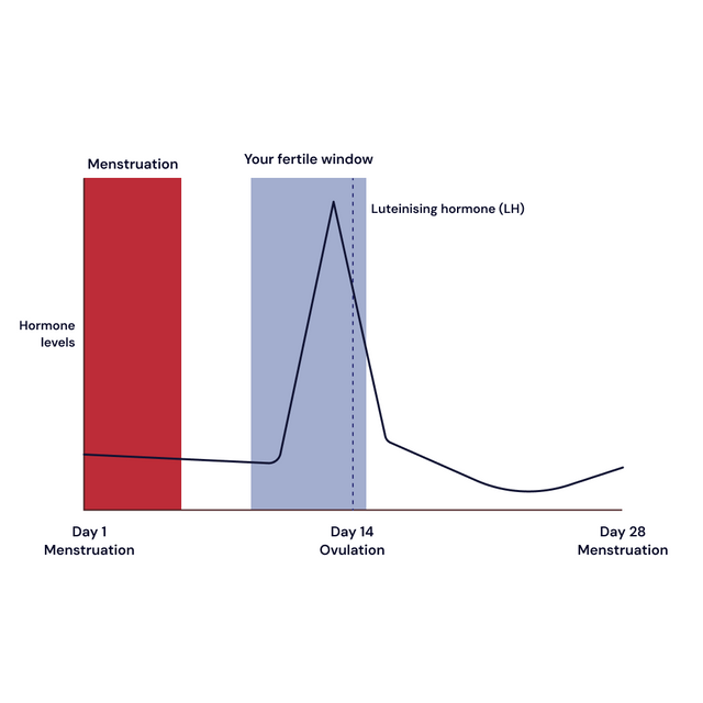 Ovulation & Fertility Tracking Guide | Béa Fertility